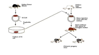 Chimaera | PDF