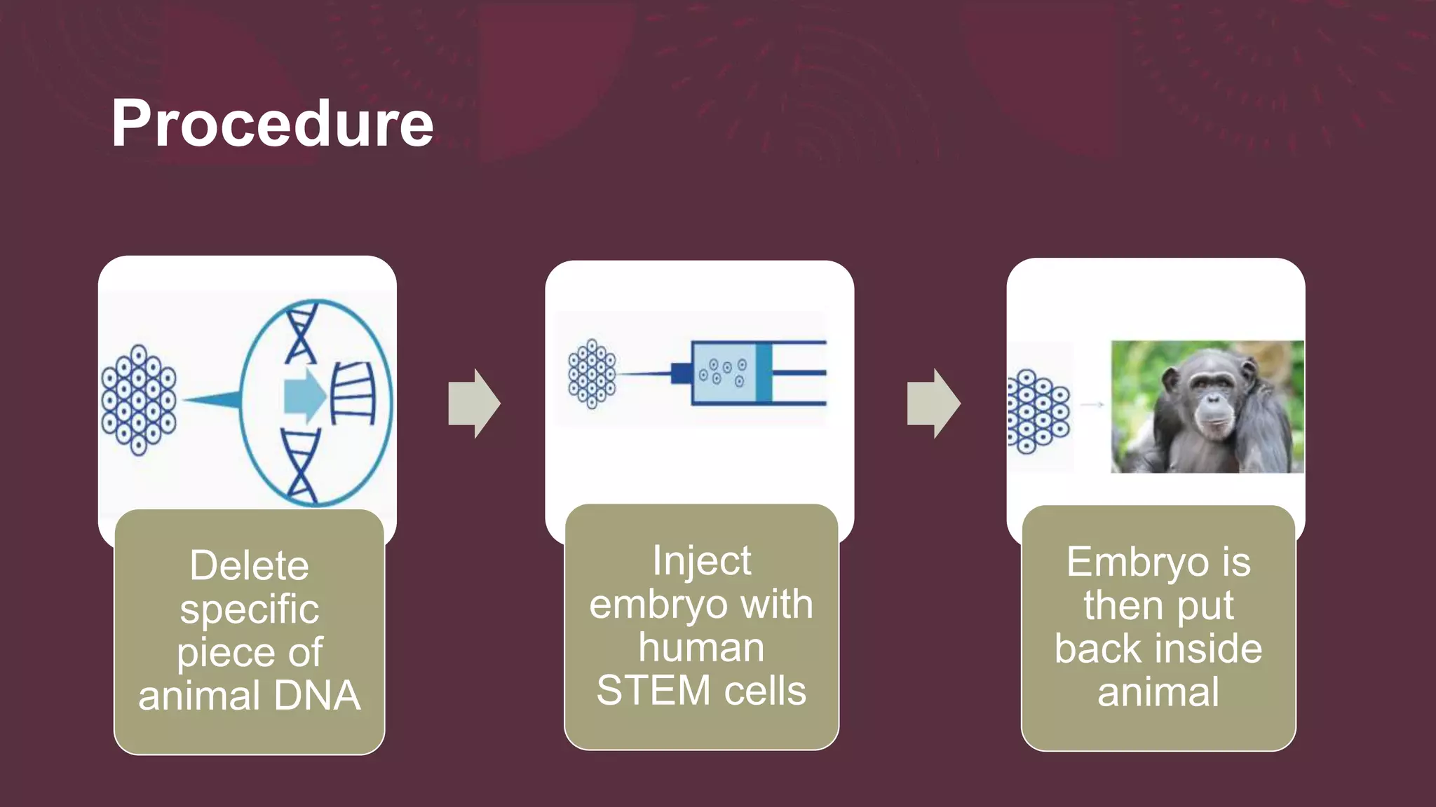 Chimera (genetics) | PPTX
