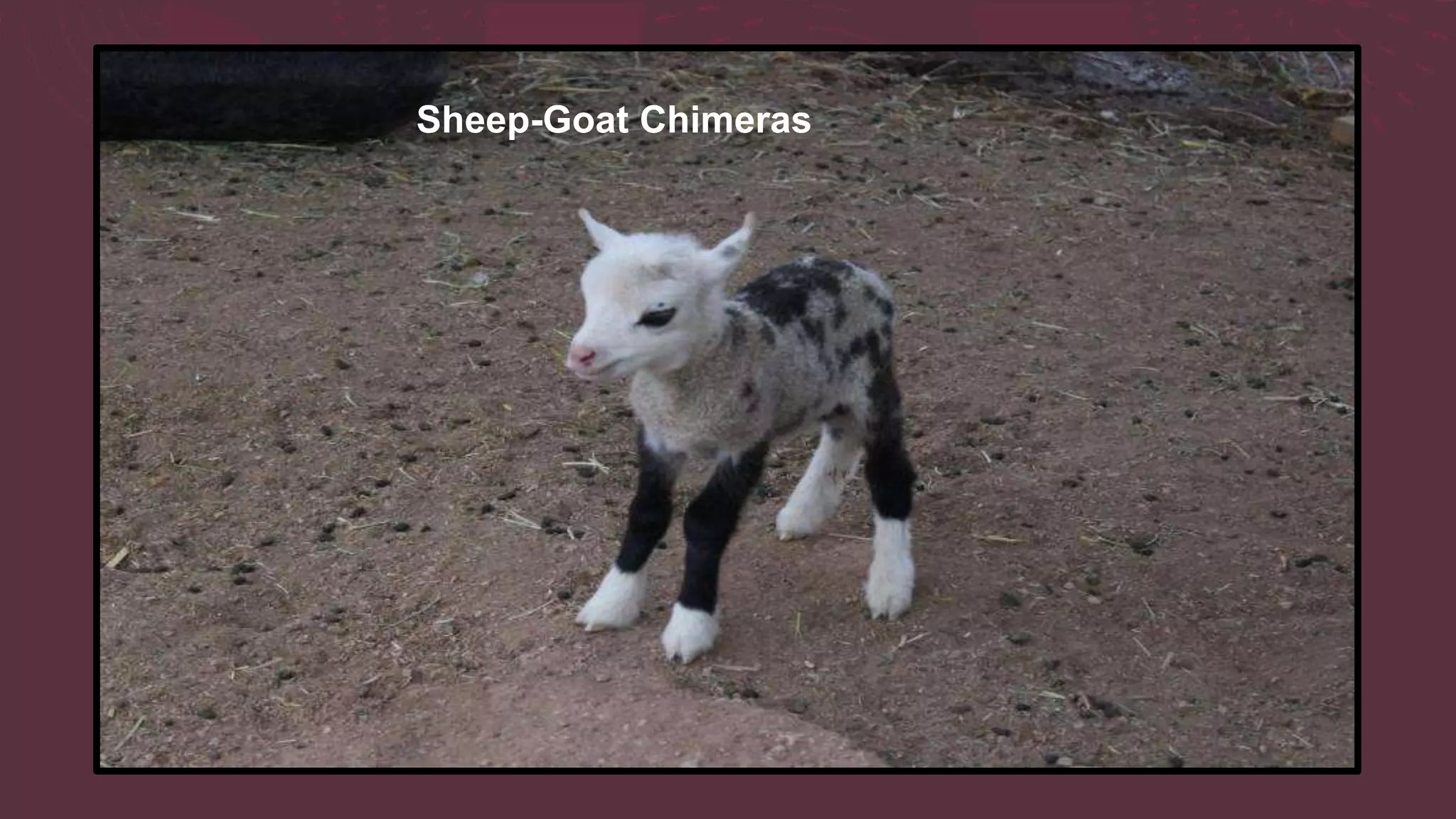 Chimera (genetics) | PPTX