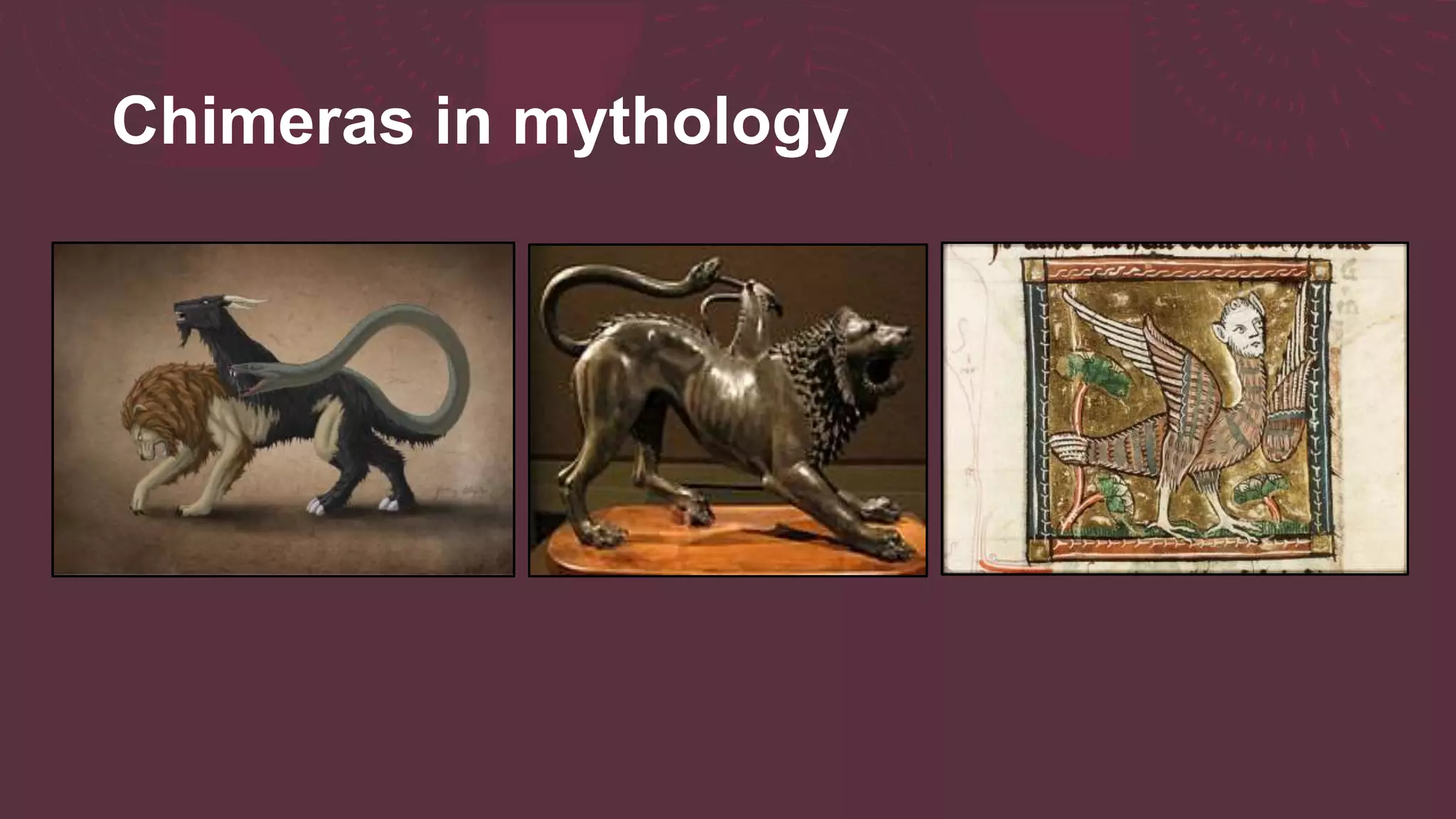 Chimera (genetics) | PPTX