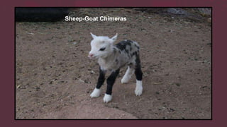 Chimera (genetics) | PPTX