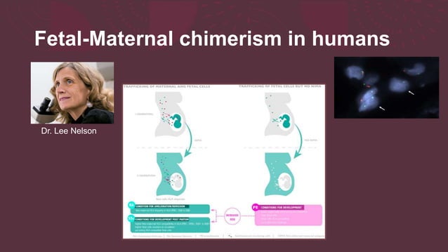 Chimera (genetics) | PPTX