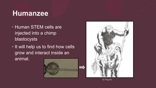 Chimera (genetics) | PPTX