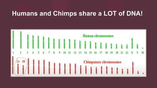 Chimera (genetics) | PPTX