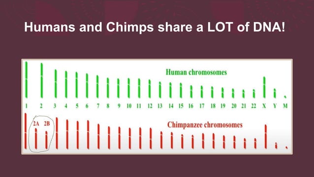 Chimera (genetics) | PPTX