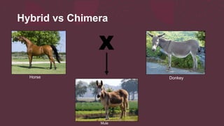 Chimera Genetics
