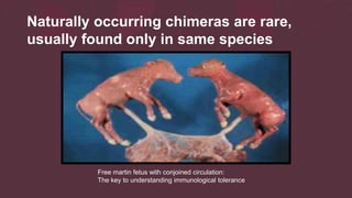 Chimera Genetics