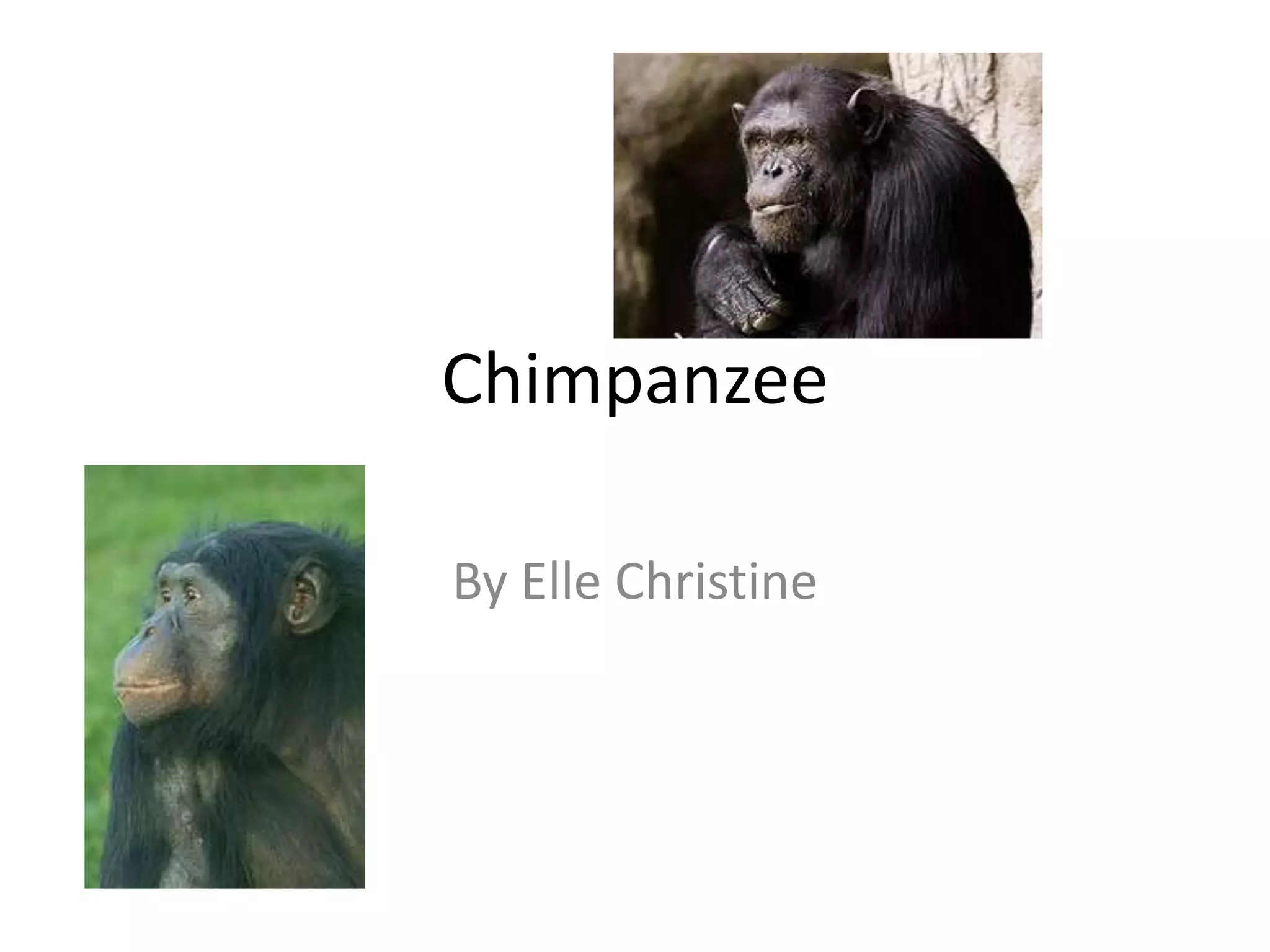 Chimpanzee | PPTX