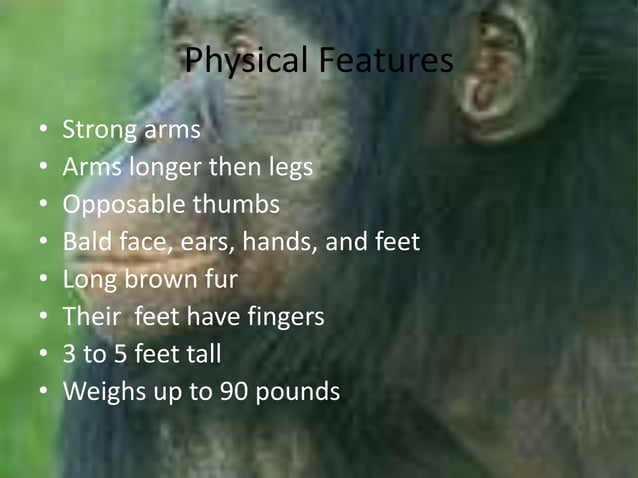 Chimpanzee | PPTX
