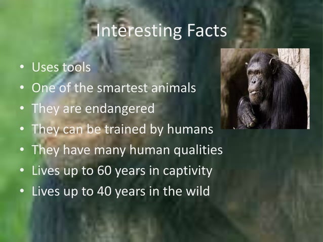 Chimpanzee | PPT