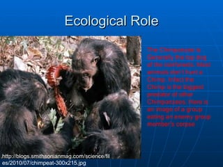 Chimpanzee Jimmy Gallagher Per 5 | PPT