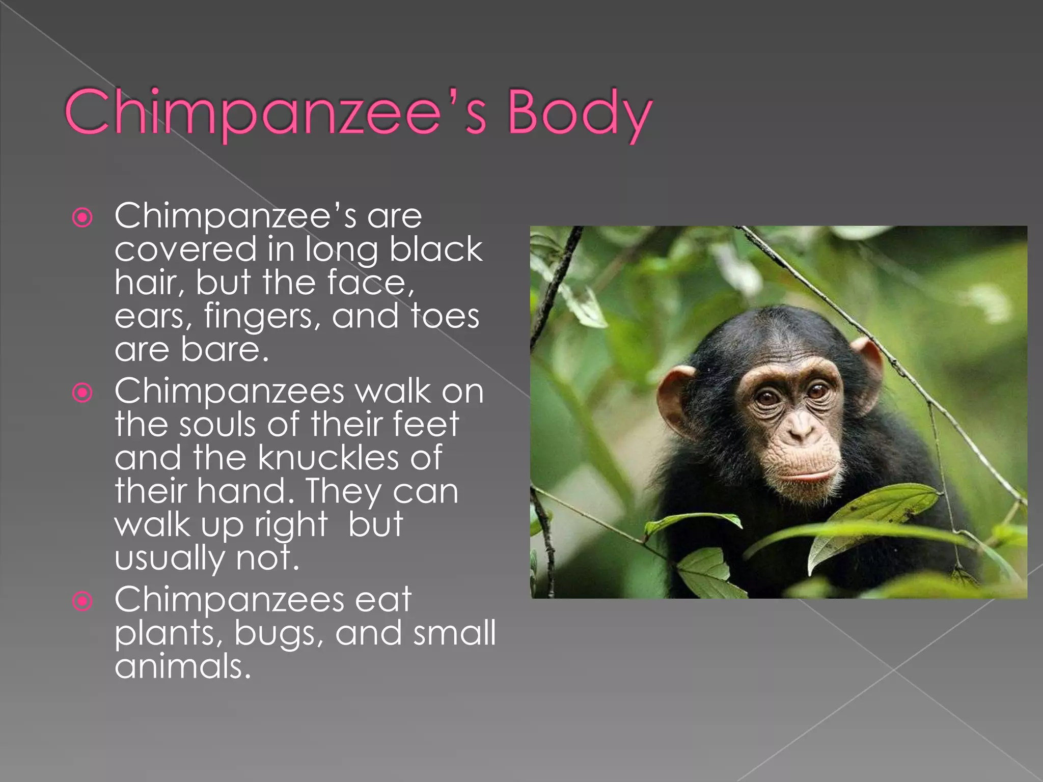 Chimpanzee | PPTX | Dogs | Pets