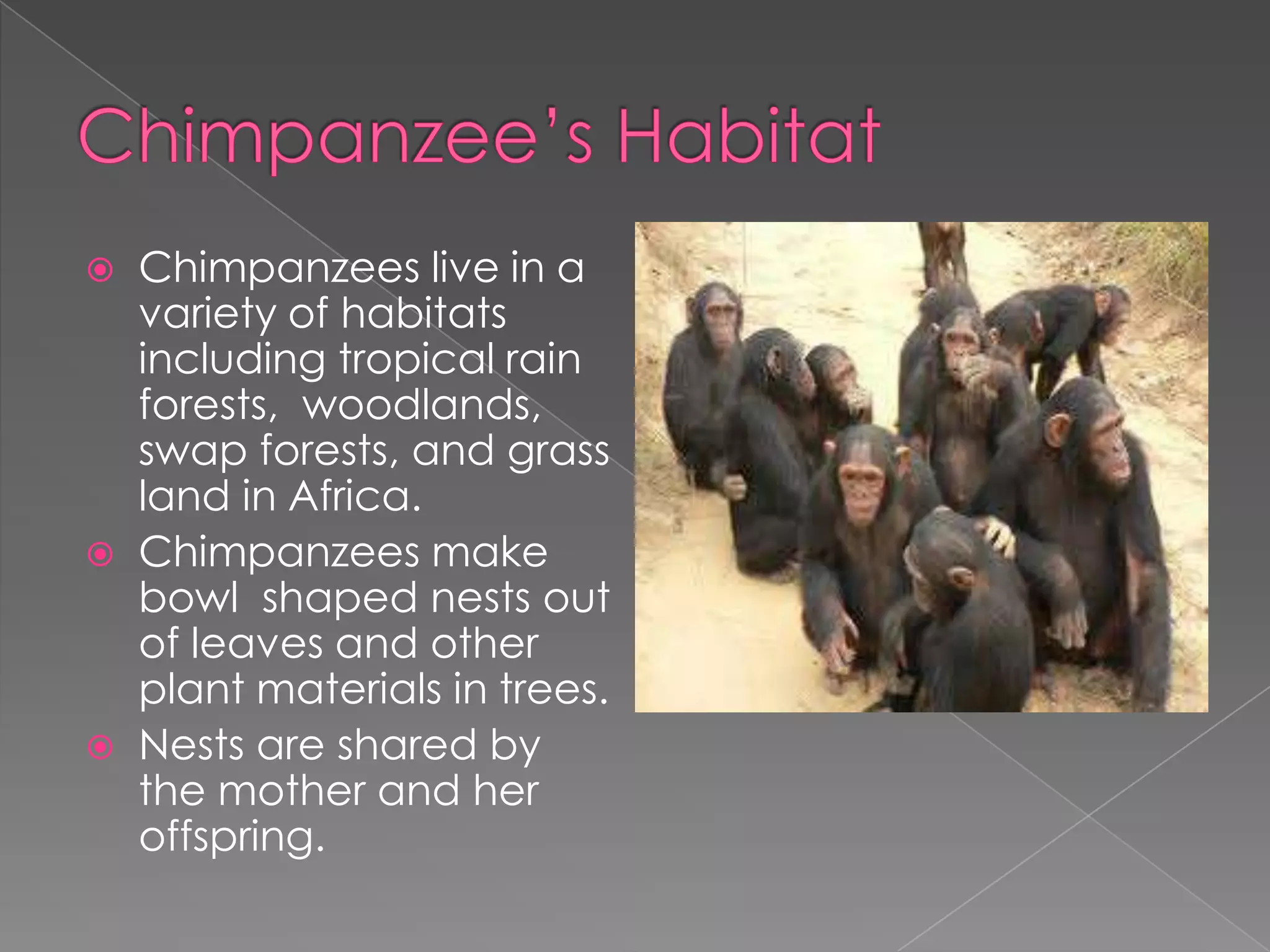 Chimpanzee | PPTX | Dogs | Pets
