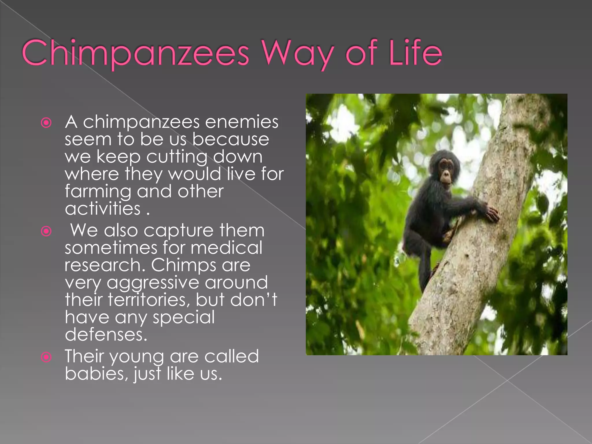 Chimpanzee | PPTX | Dogs | Pets