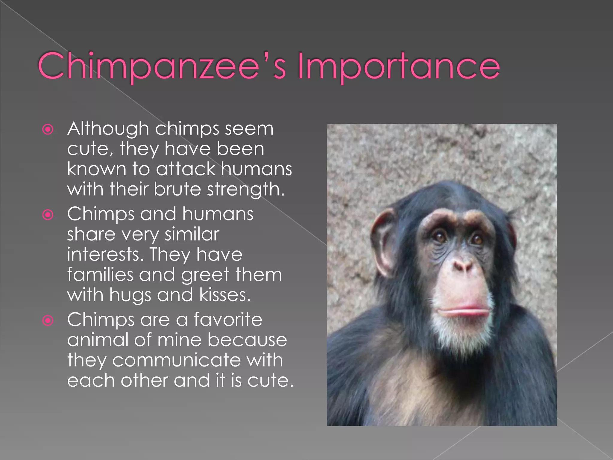 Chimpanzee | PPTX | Dogs | Pets