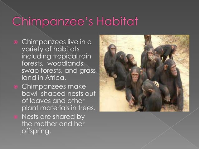 Chimpanzee | PPT