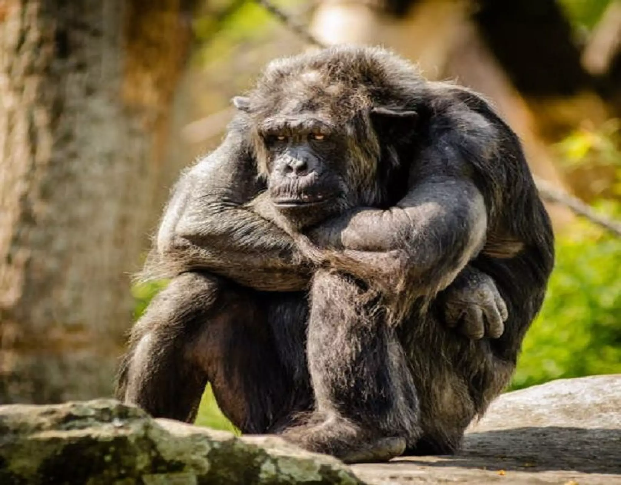 Bored Monkey | PDF