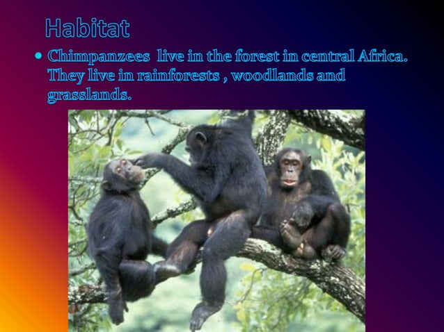 Chimpanzee powerpoint | PPTX