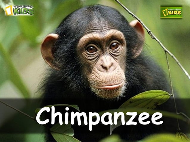 Chimpanzee presented (adenthoriq) | PPT
