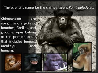 Chimpanzee presented (adenthoriq) | PDF