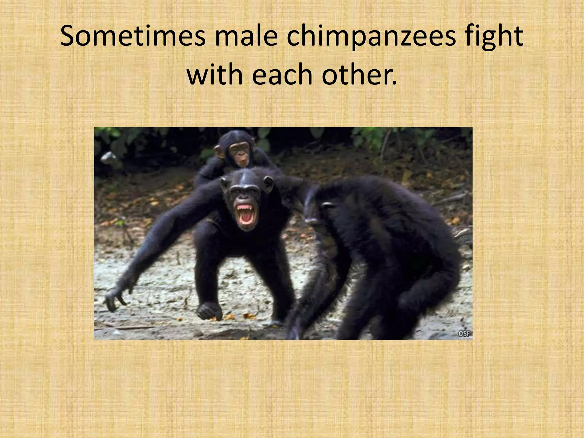Chimpanzees facts | PPTX
