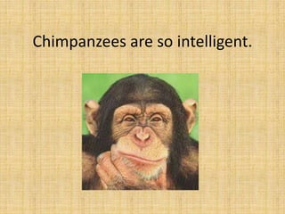 Chimpanzees facts | PPTX