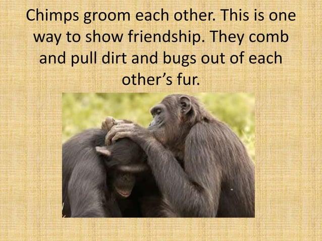 Chimpanzees facts | PPTX