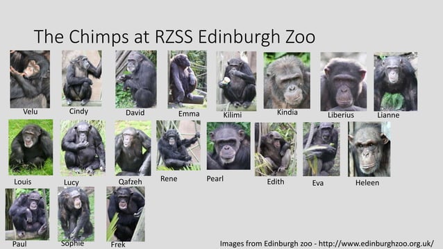 Chimp presentation.pptx.1 (2) | PPT