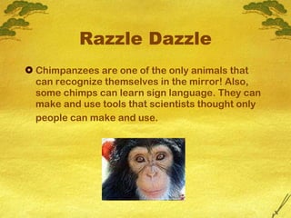 Chimps | PPT | Zoos & Aquariums | Attractions