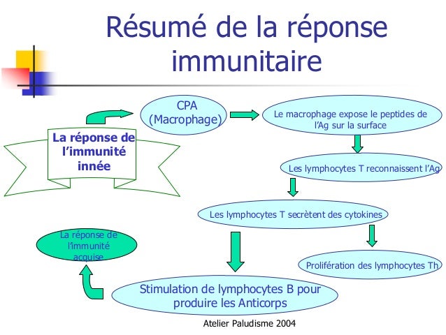 Les mécanismes de la réponse immunitaire innée