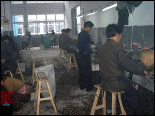 China Spark Plug | PPS