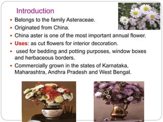 genetics and breeding of china aster flower | PPTX | Gardening | Home ...