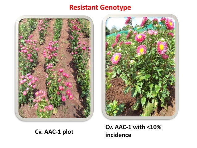 China aster FLOWER AND breeding techniques.pdf