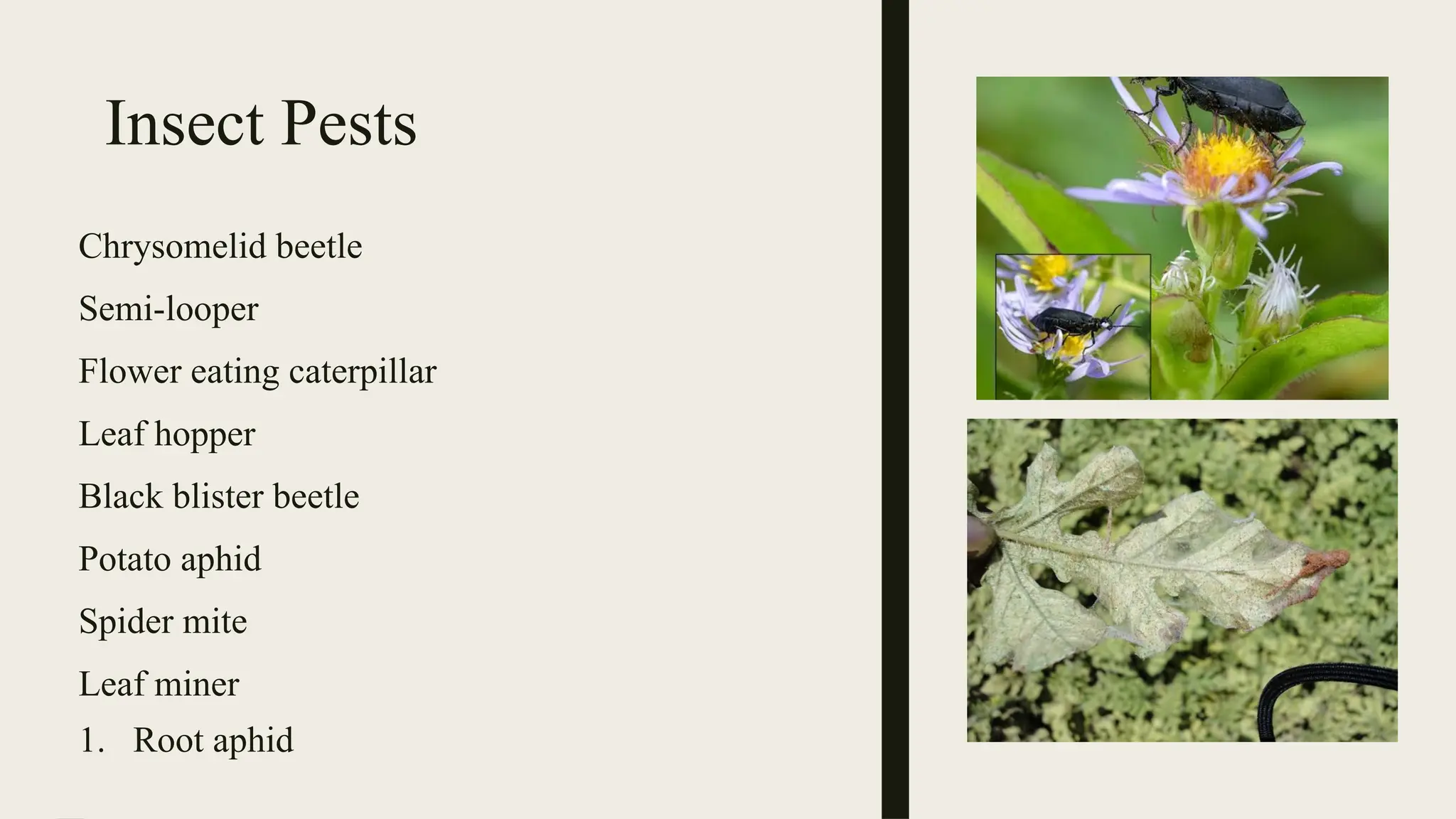 Production Technology of China aster .pptx