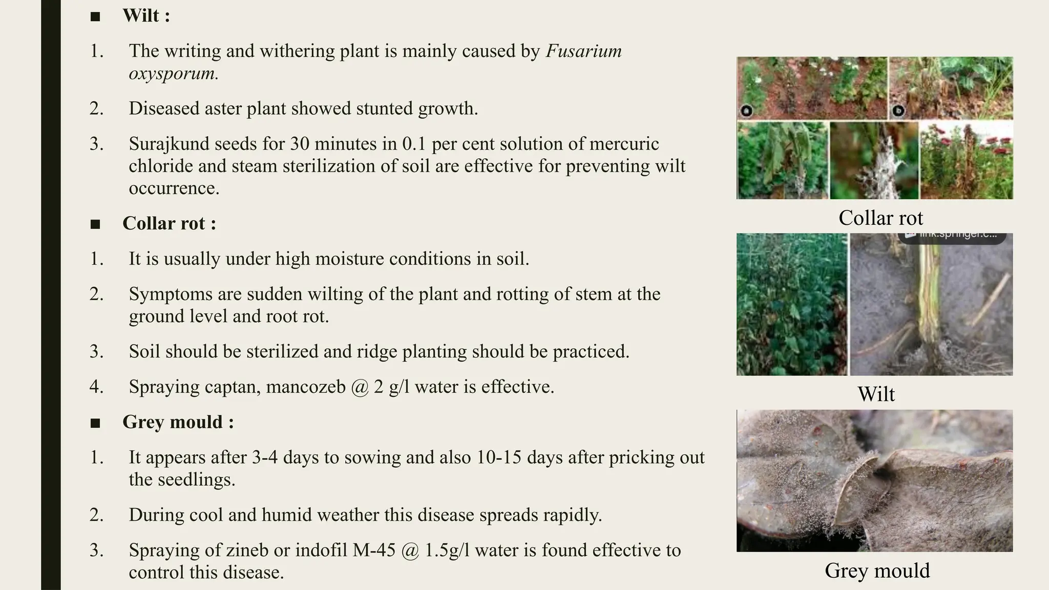 Production Technology of China aster .pptx