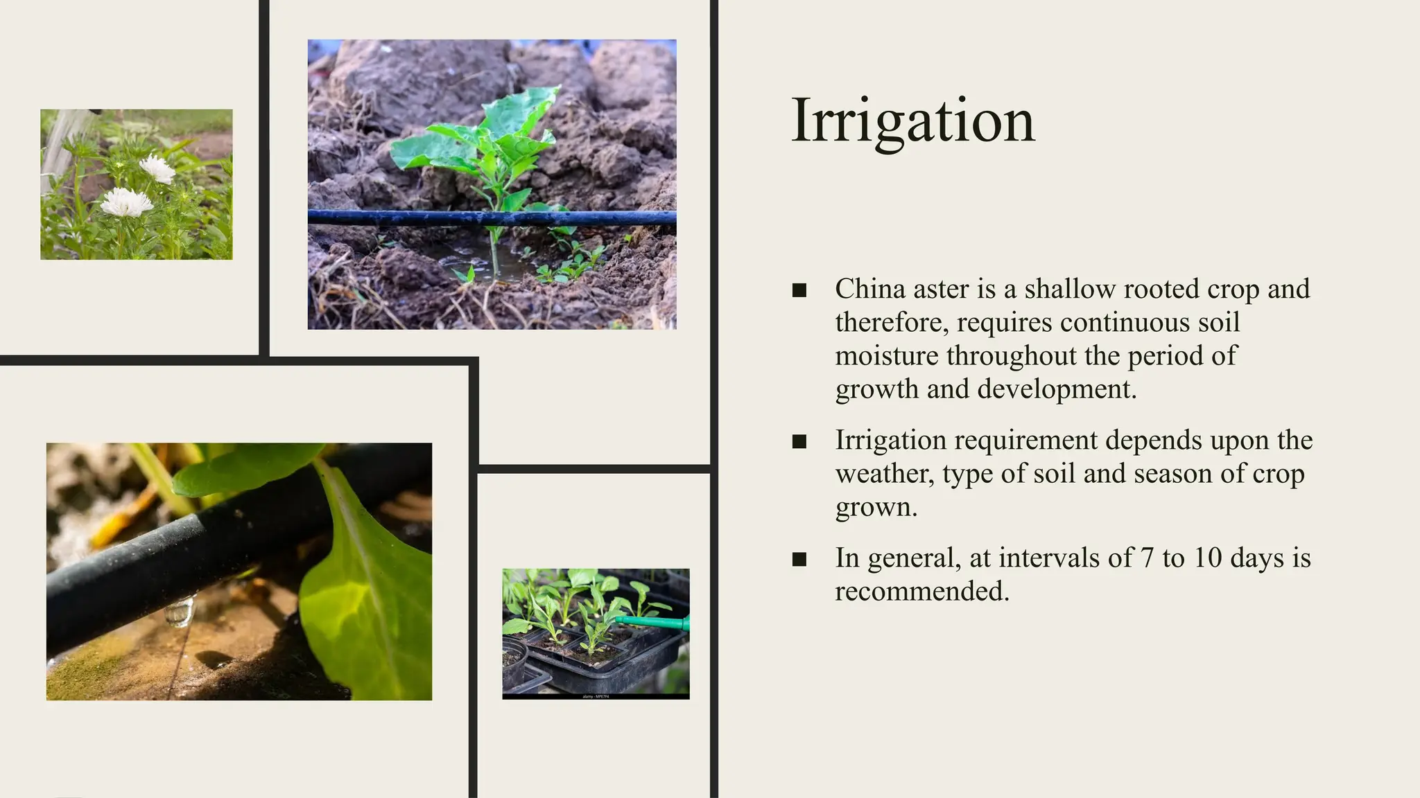 Production Technology of China aster .pptx