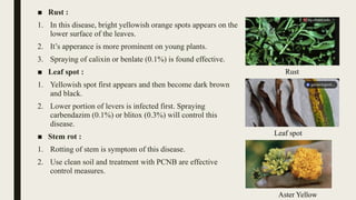 Production Technology of China aster .pptx