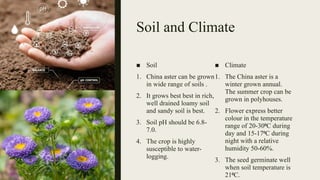 Production Technology of China aster .pptx