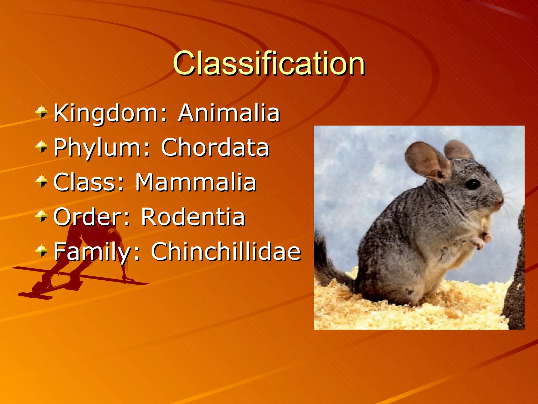 Chinchilla | PPT