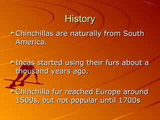 Chinchilla | PPT