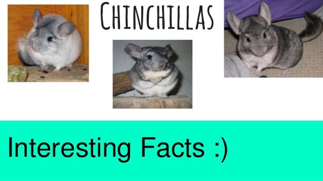 Chinchillas