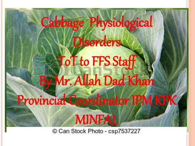 Chinese cabbage physiological disorders By Mr. Allah Dad Khan ...