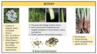 Chinese Chive underutilized veg armita .pdf
