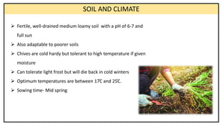 Chinese Chive underutilized veg armita .pdf