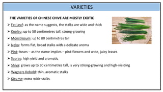Chinese Chive underutilized veg armita .pdf