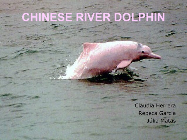 Chinese River dolphin | PPT | Zoos & Aquariums | Attractions