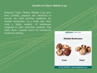 Chinese Shiitake Logs The Trendy Choice for Mushroom Enthusiasts.ppt