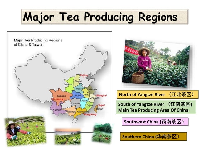 chineseteaintroduction-151119092408-lva1-app6891.pdf