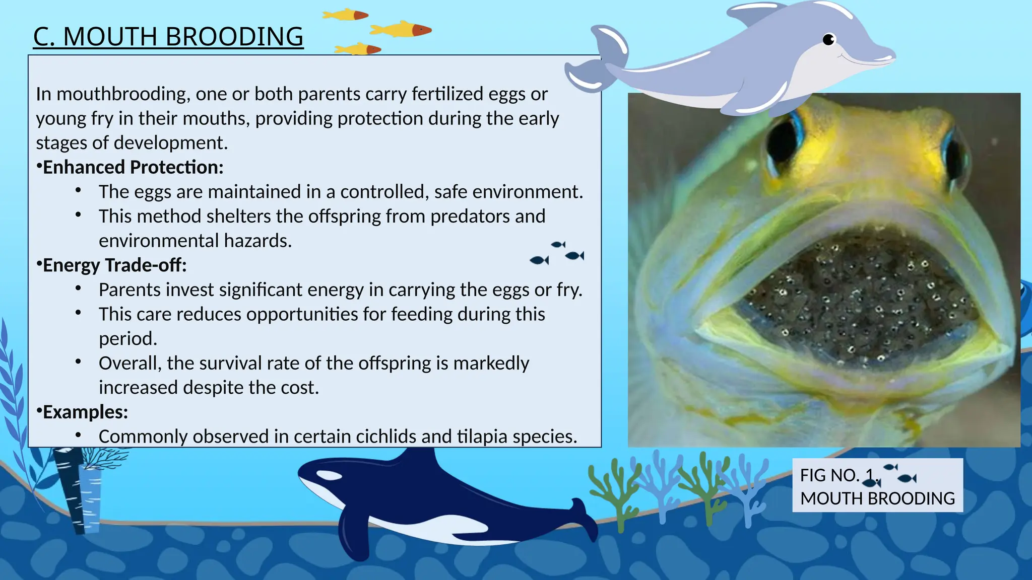 Parental care in Fish : Types of parental care | PPTX