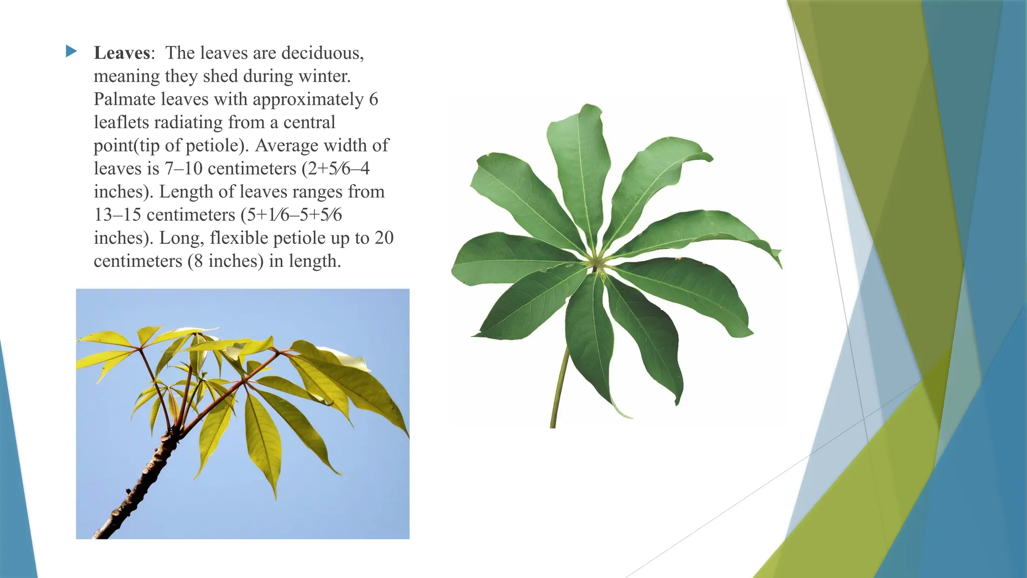 CHINTU-Laxmi final.pptx presentation on the tree | PPTX